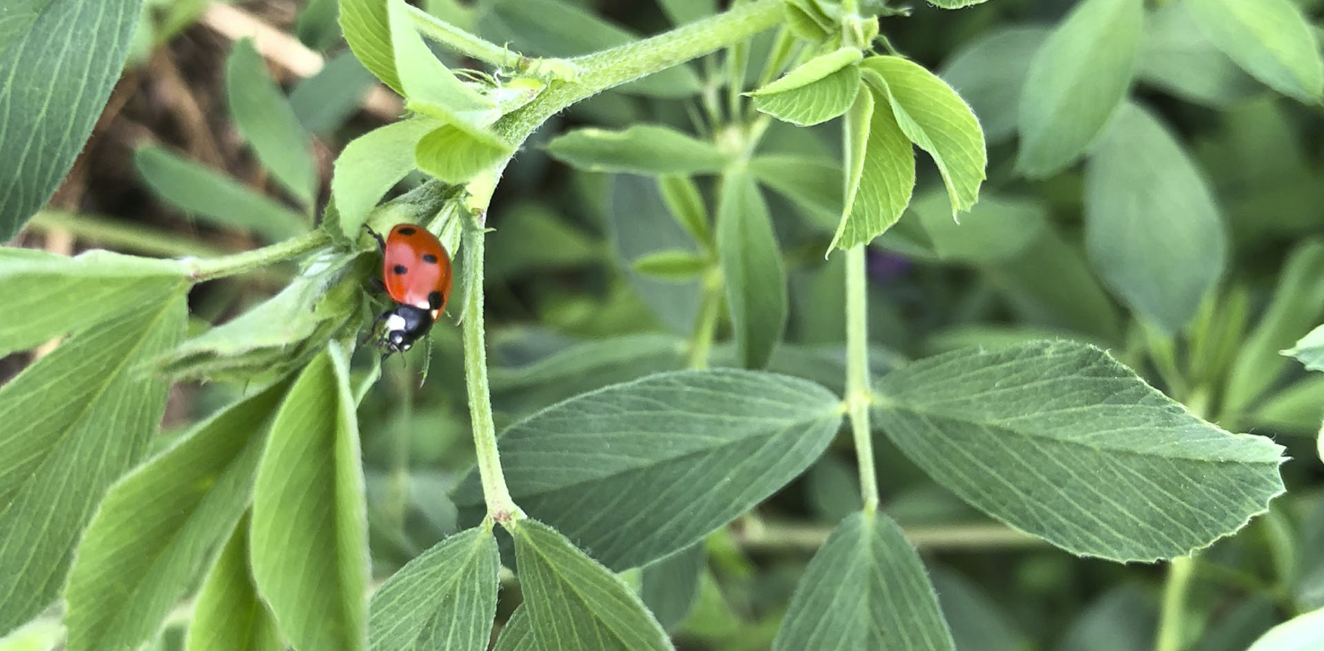 Biodiversidad Vegetal por encima de la Biodiversidad Faunística - LQA ...